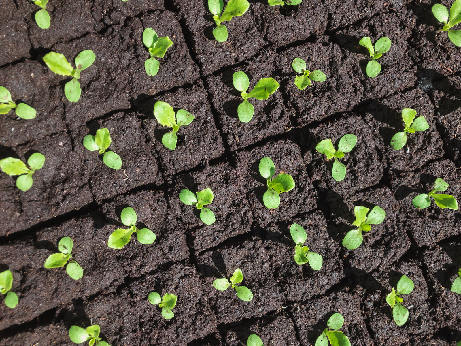 Lettuce Seedlings How To Identify Seedlings In The Vegetable Garden